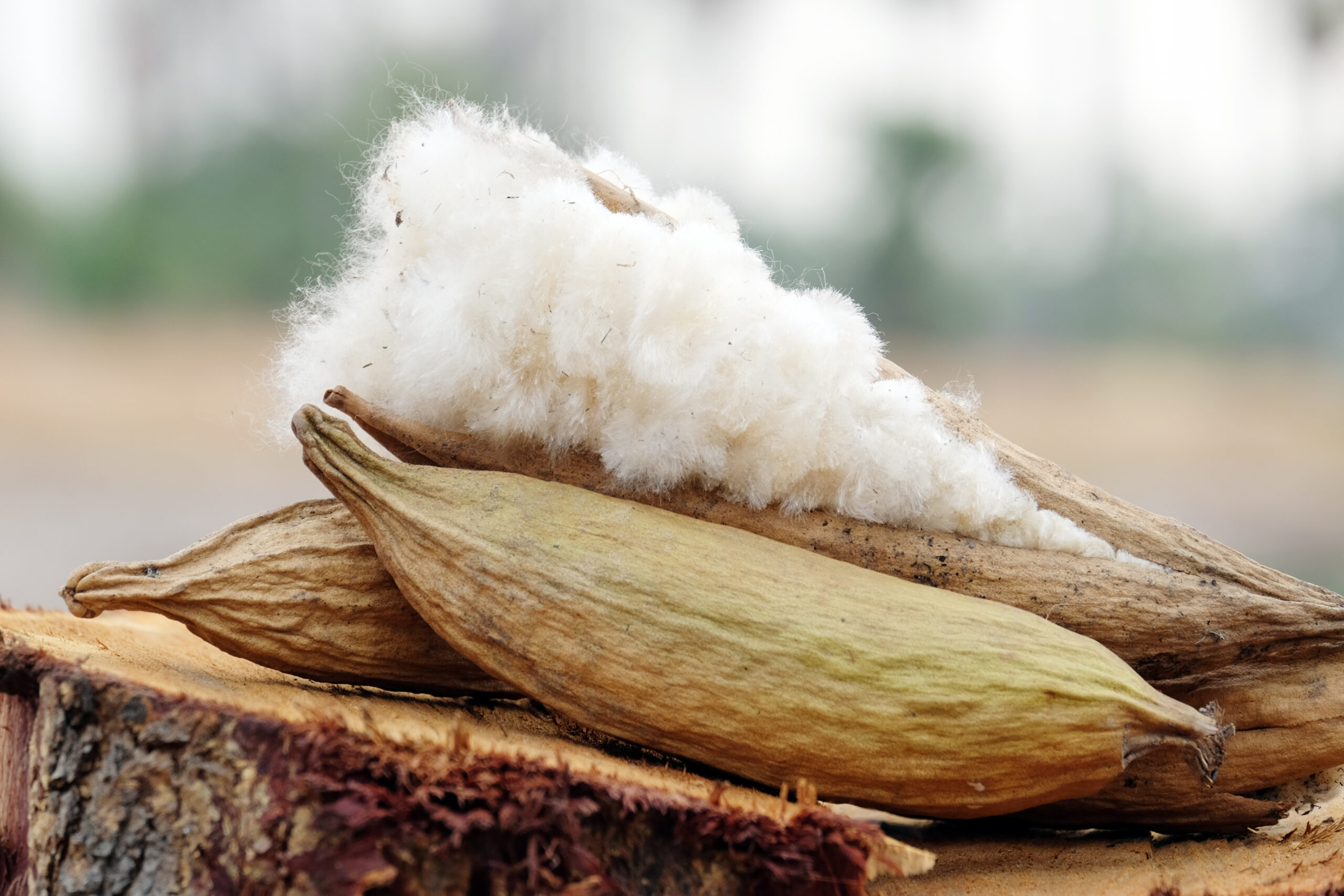 Was ist Kapok? Die Wiederentdeckung der faszinierenden Urwaldfrucht ...